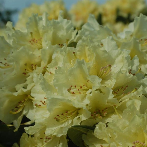 Rhododendron Plant - Etsy