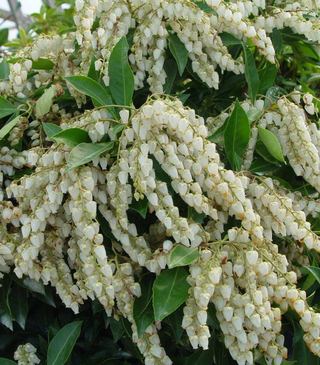 Avalanche Andromeda | 2 Gallon Container | Pieris Japonica 'avalanche ...