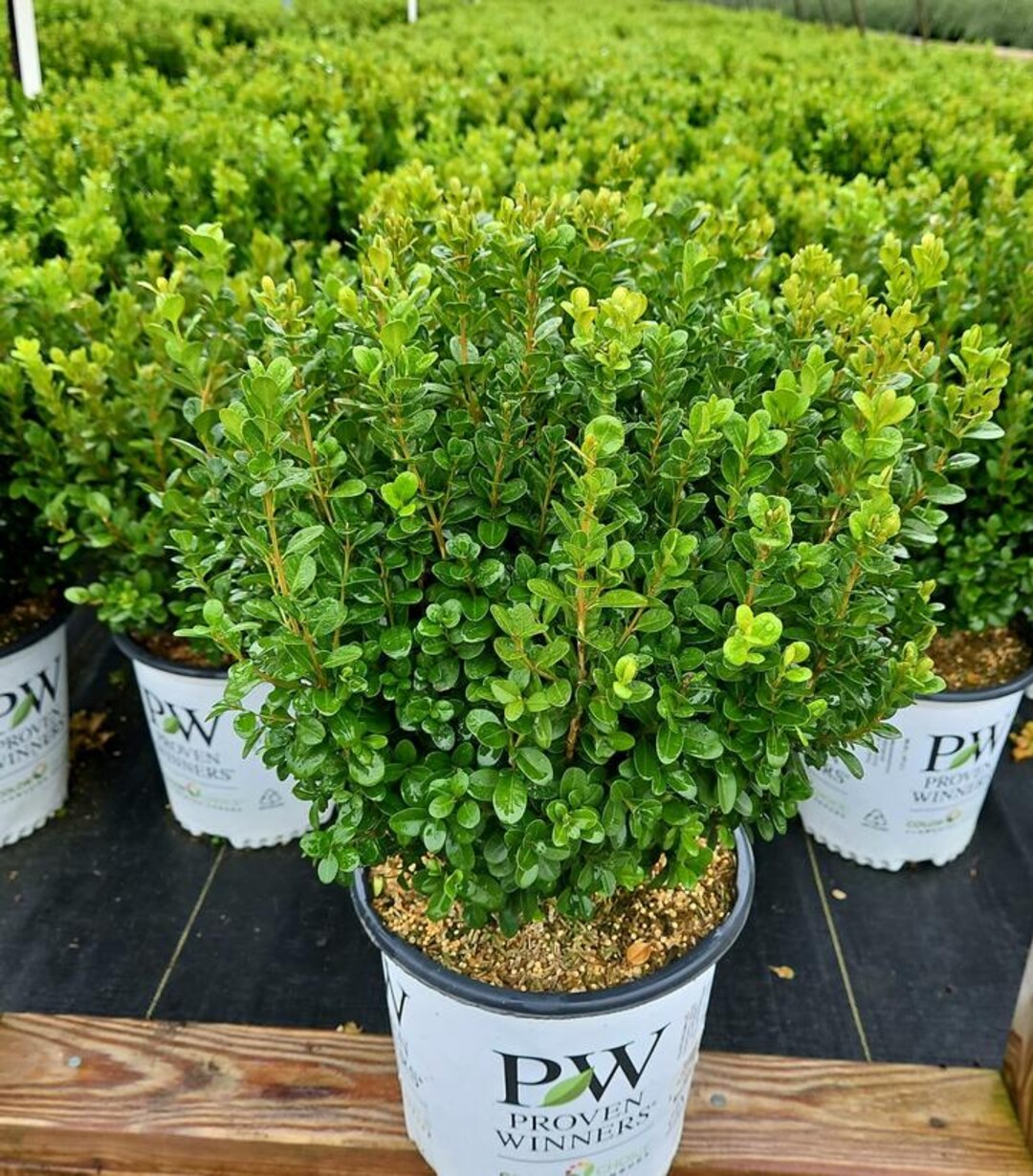 Sprinter® Boxwood | 2 or 3 Gallon Container | Proven Winners | Buxus ...