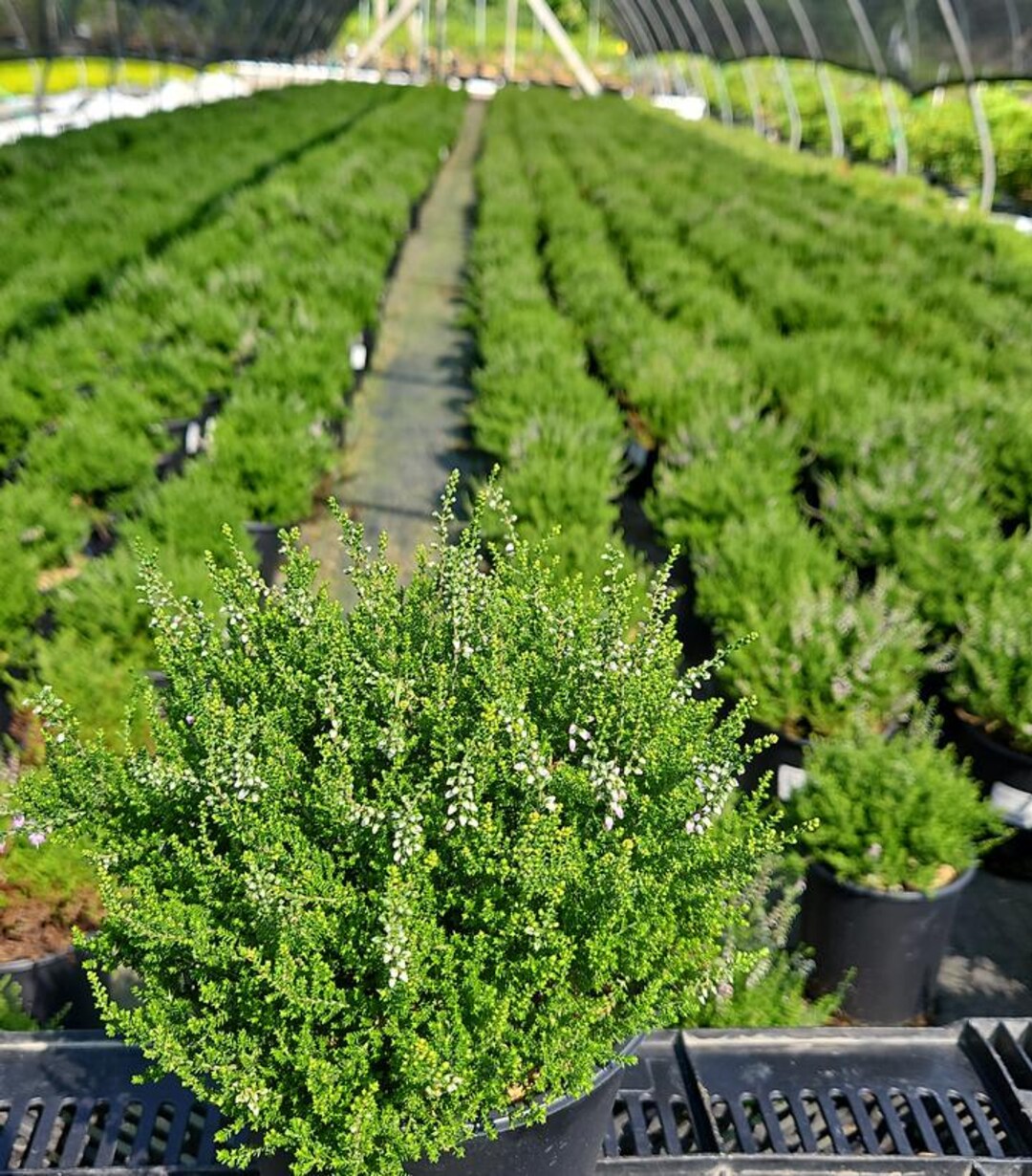 Spring Torch Scotch Heather | 1 Gallon Container | Calluna Vulgaris ...