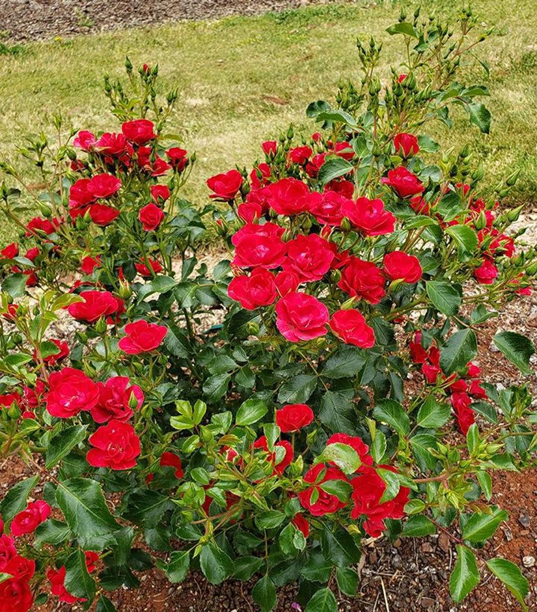 Flower Carpet® Mini Cherry Rose | 2 Gallon Container | Rosa 'flower ...