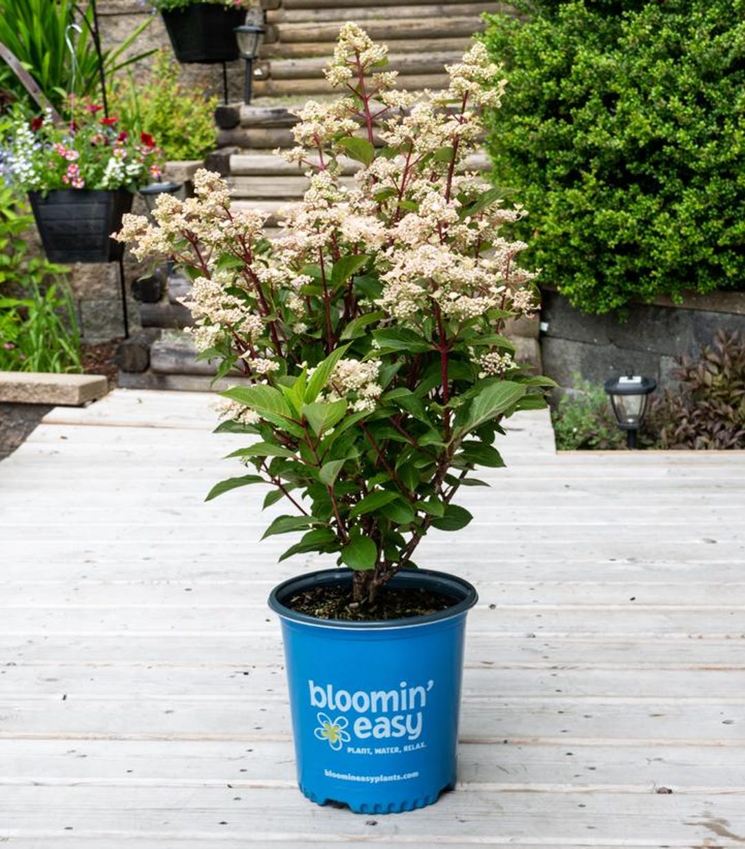 Torch™ Hardy Hydrangea | 3 Gallon Container | Bloomin' Easy | Hydrangea ...