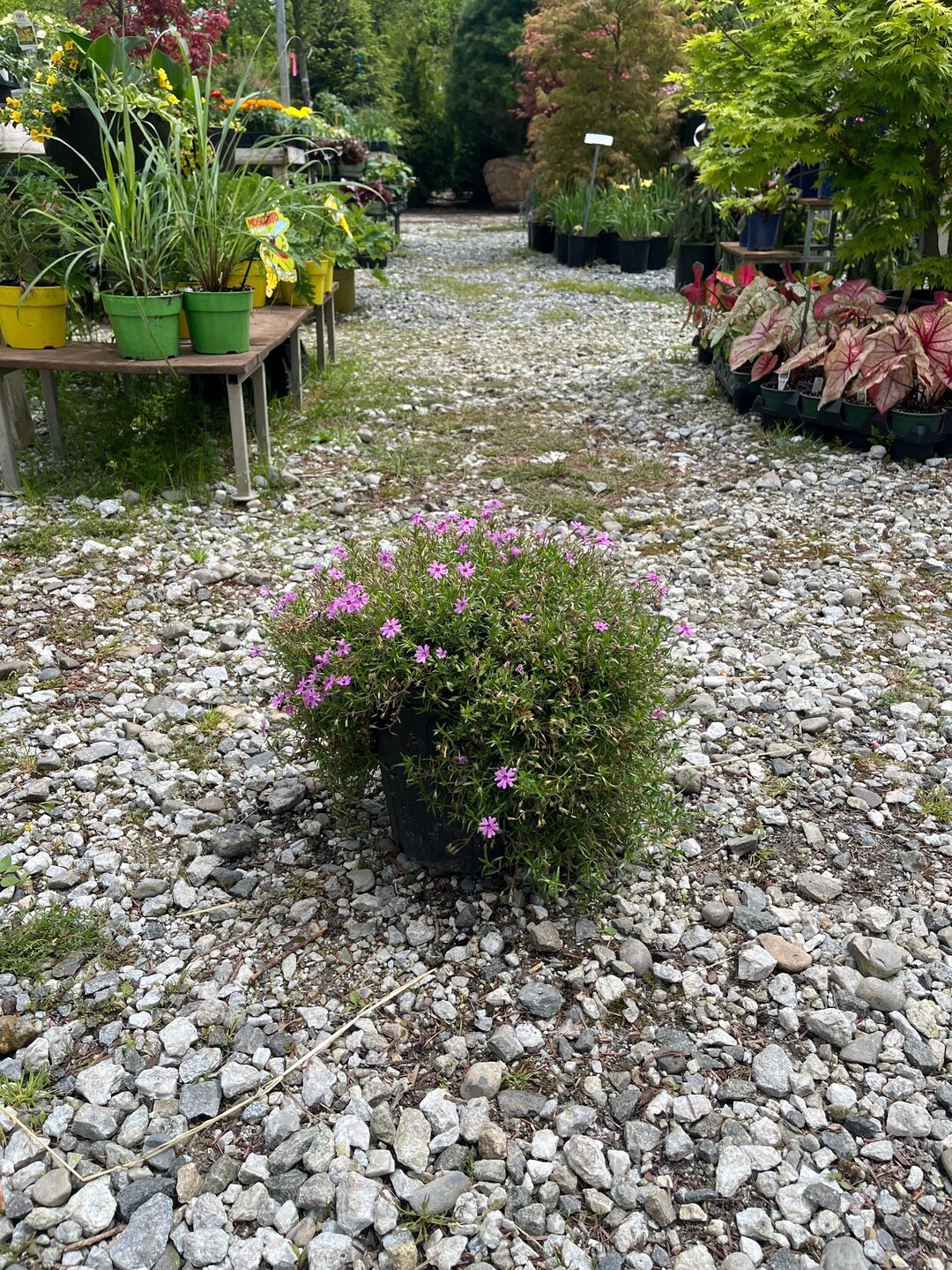 Fort Hill Moss Phlox | 1 Gallon Container | Live Potted Plant | Phlox ...