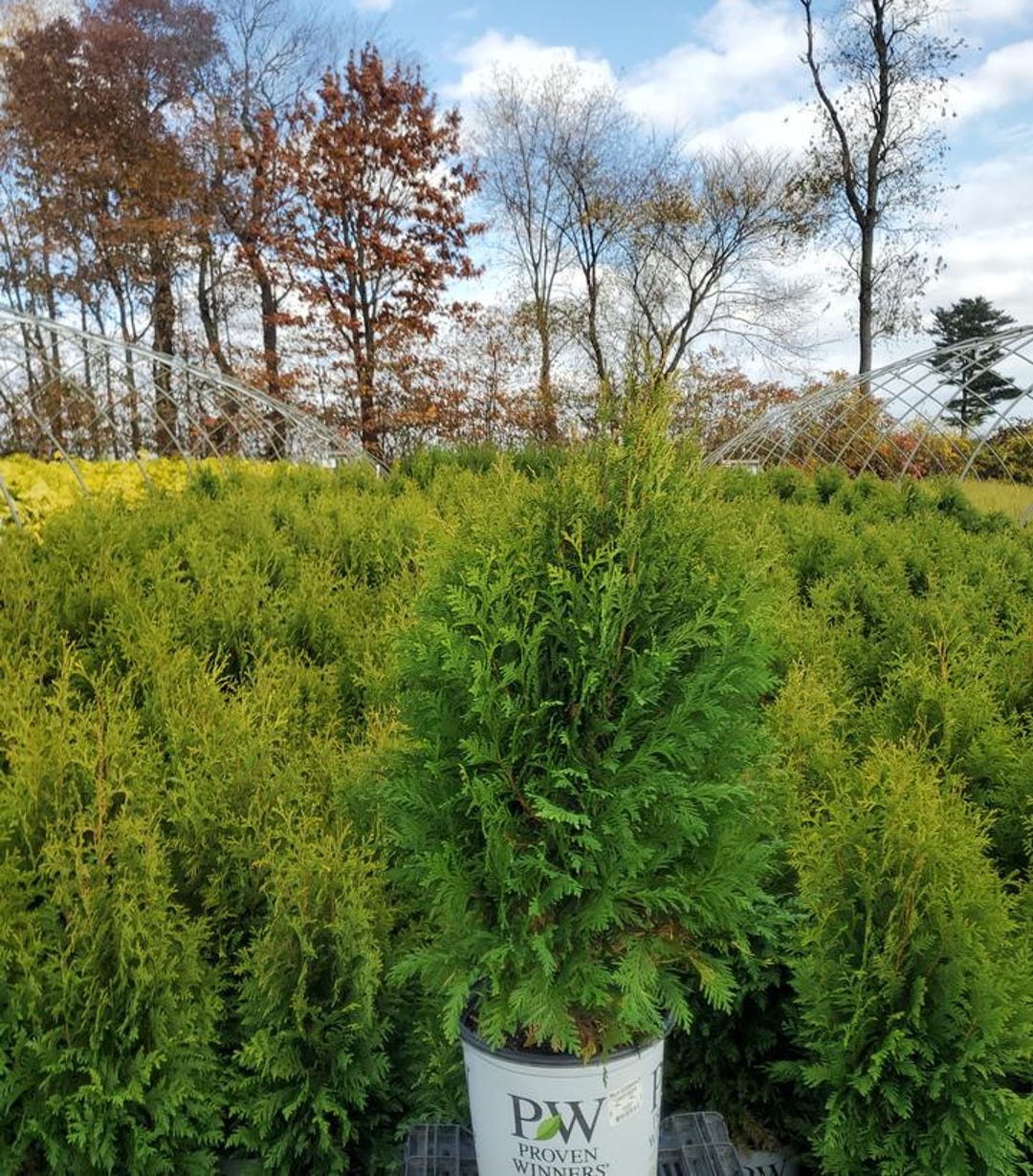 Cheer Drops® Arborvitae | Live Potted Plant | Proven Winners Variety ...