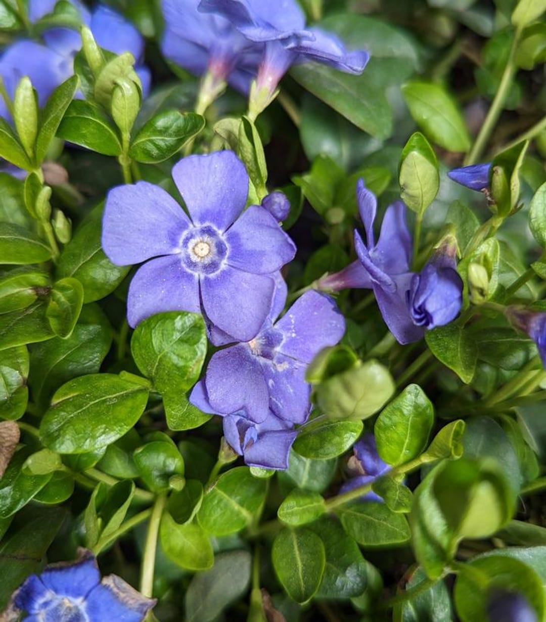 Bowles Periwinkle | 1 Gallon Container | Vinca Minor 'bowles' - Etsy