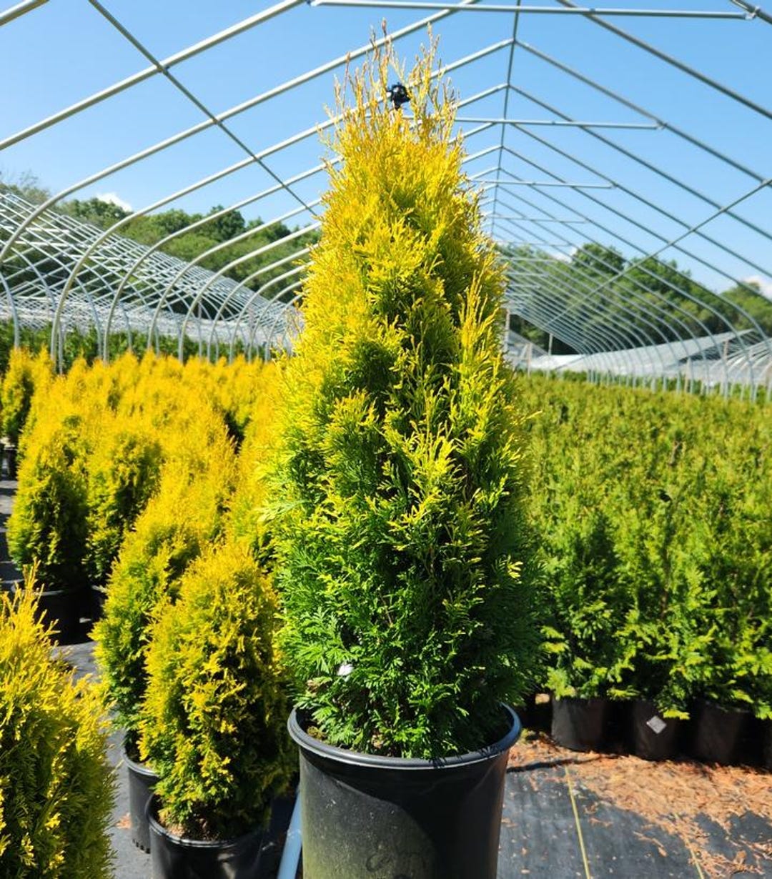 Amber Gold Arborvitae | 3 Gallon Container | Thuja Occidentalis 'jantar ...