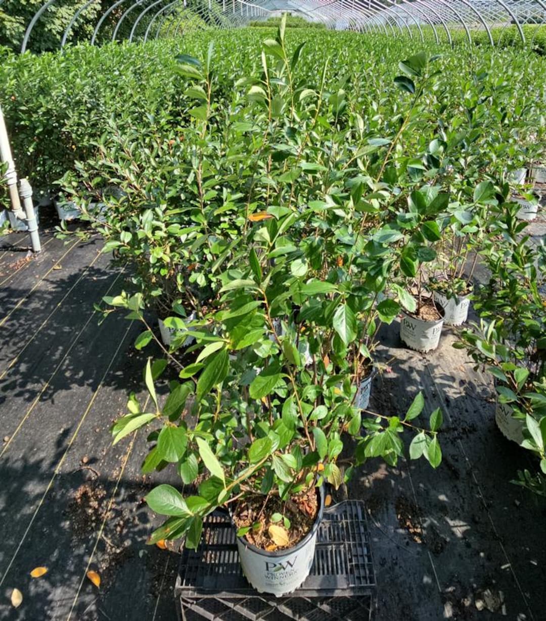 Low Scape Snowfire® Chokeberry | 3 Gallon Container | Proven Winners ...