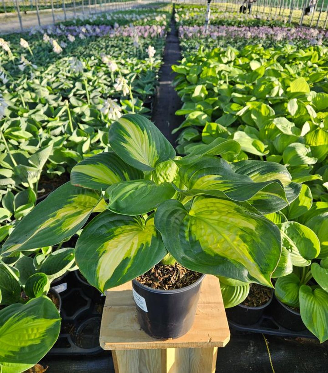 Avocado Hosta | #1 Container | Hosta 'avocado' - Etsy