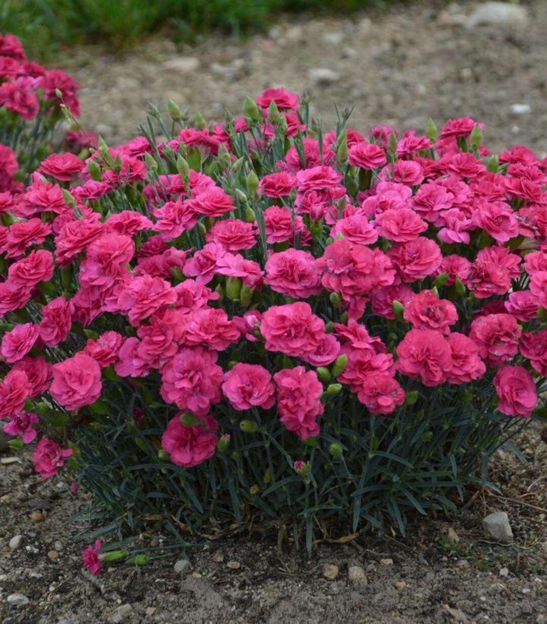 Fruit Punch® Raspberry Ruffles Dianthus | 1 Gallon Container | Proven ...