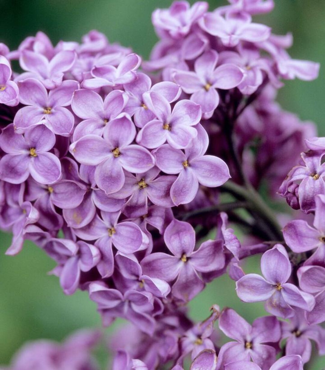 Declaration Lilac | 3 Gallon Container | Live Potted Plant | Syringa X ...