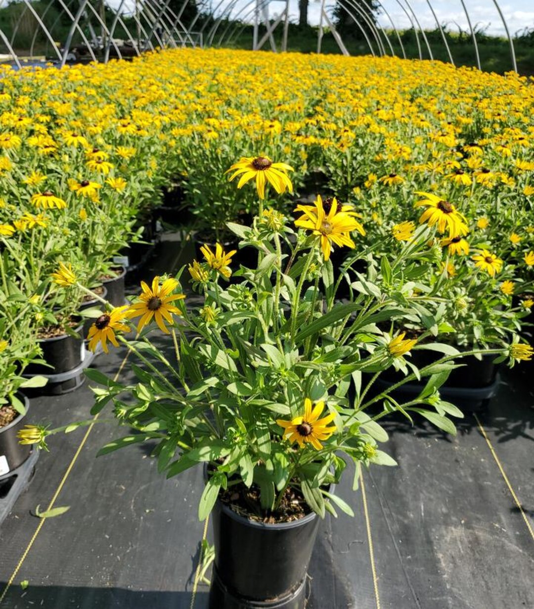 American Goldrush Black Eyed Susan | 1 Gallon Container | Rudbeckia ...