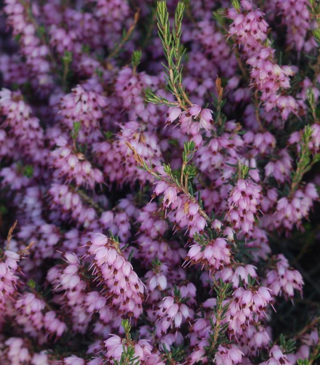 Pink Spring Heather | 2 Gallon Container | Erica Carnea 'pink' - Etsy