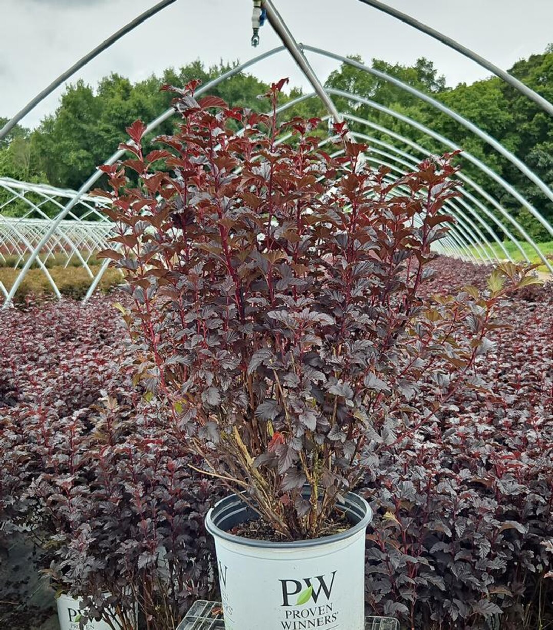 Summer Wine® Black Ninebark | 3 Gallon Container | Proven Winners ...