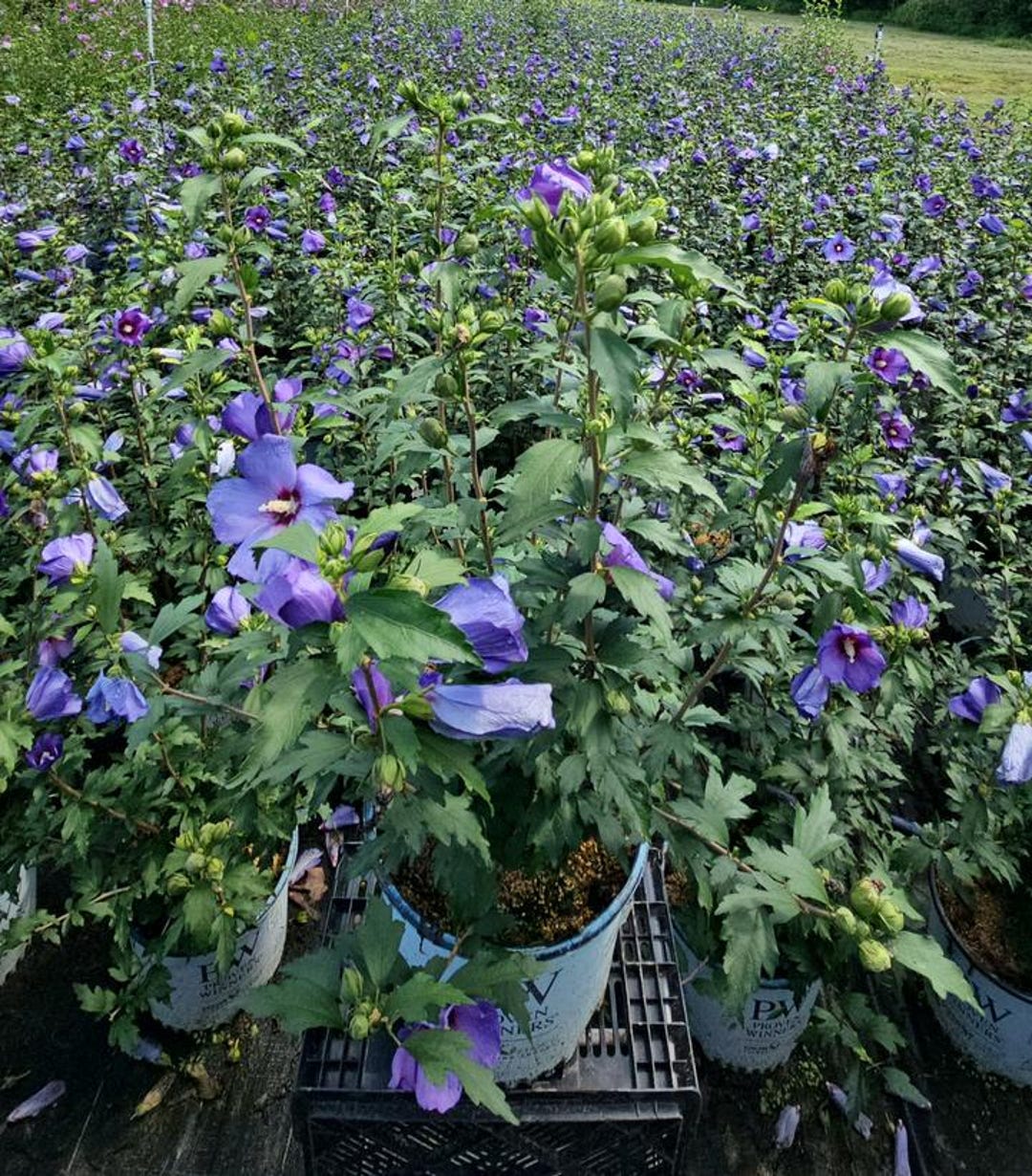 Paraplu Violet® Rose of Sharon | 3 Gallon Container | Proven Winners ...