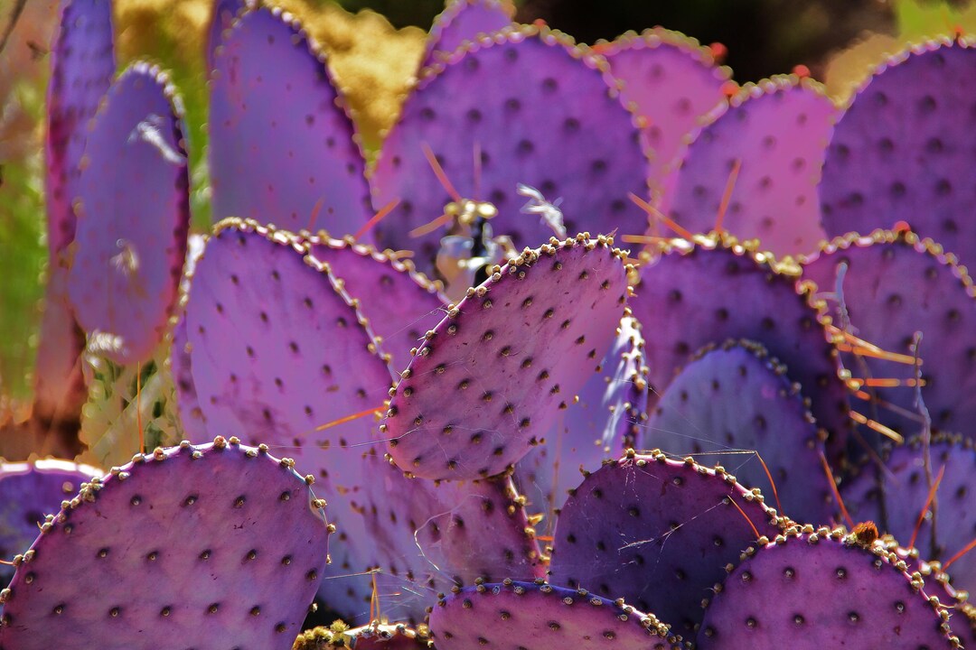 Exotic Purple Cactus, Southwestern U.S. Desert - Etsy
