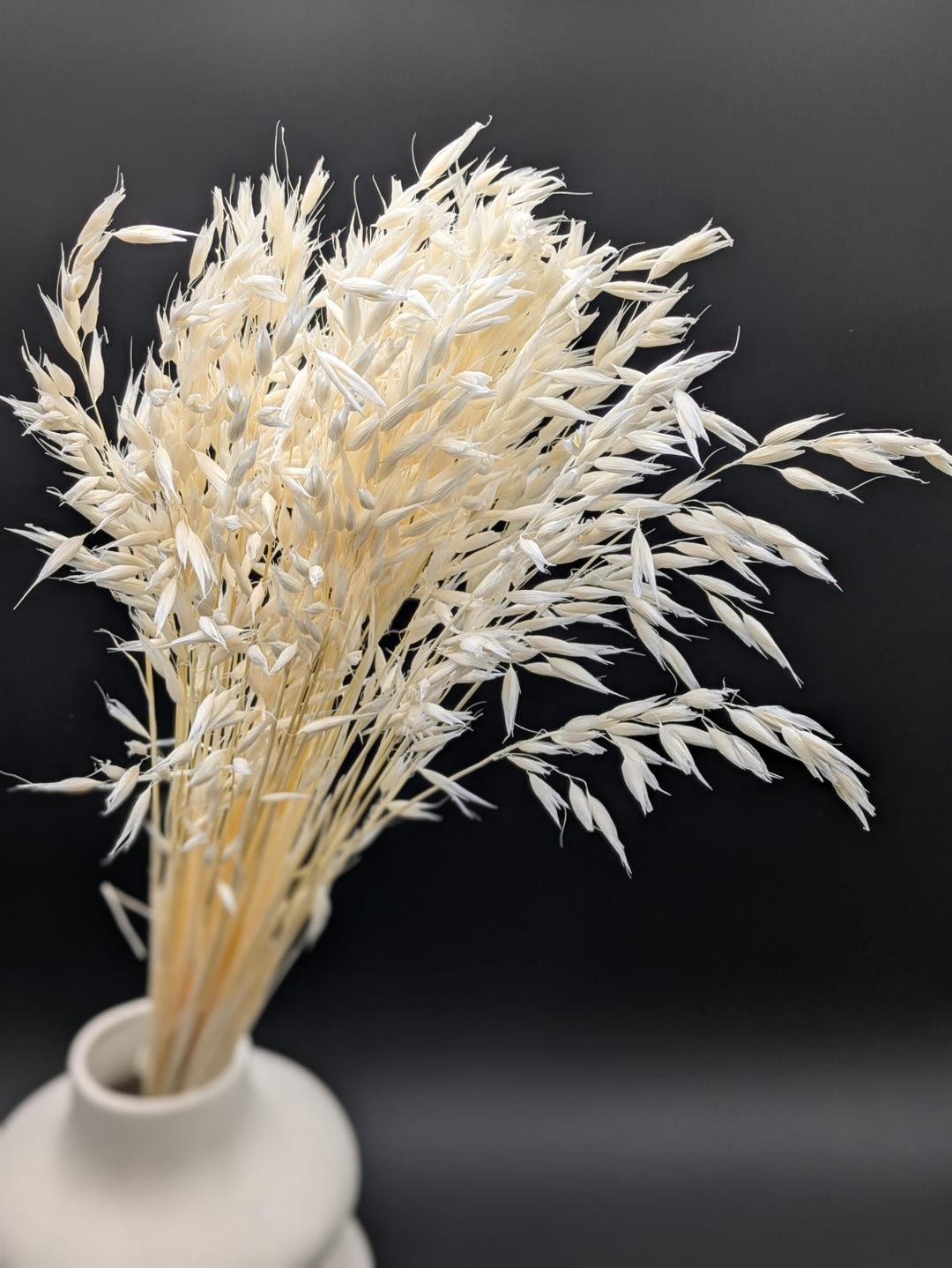 Oat White Dried Flowers - Etsy