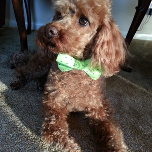 Navy and Cream Mini Chevron Dog or Cat Bowtie - Etsy