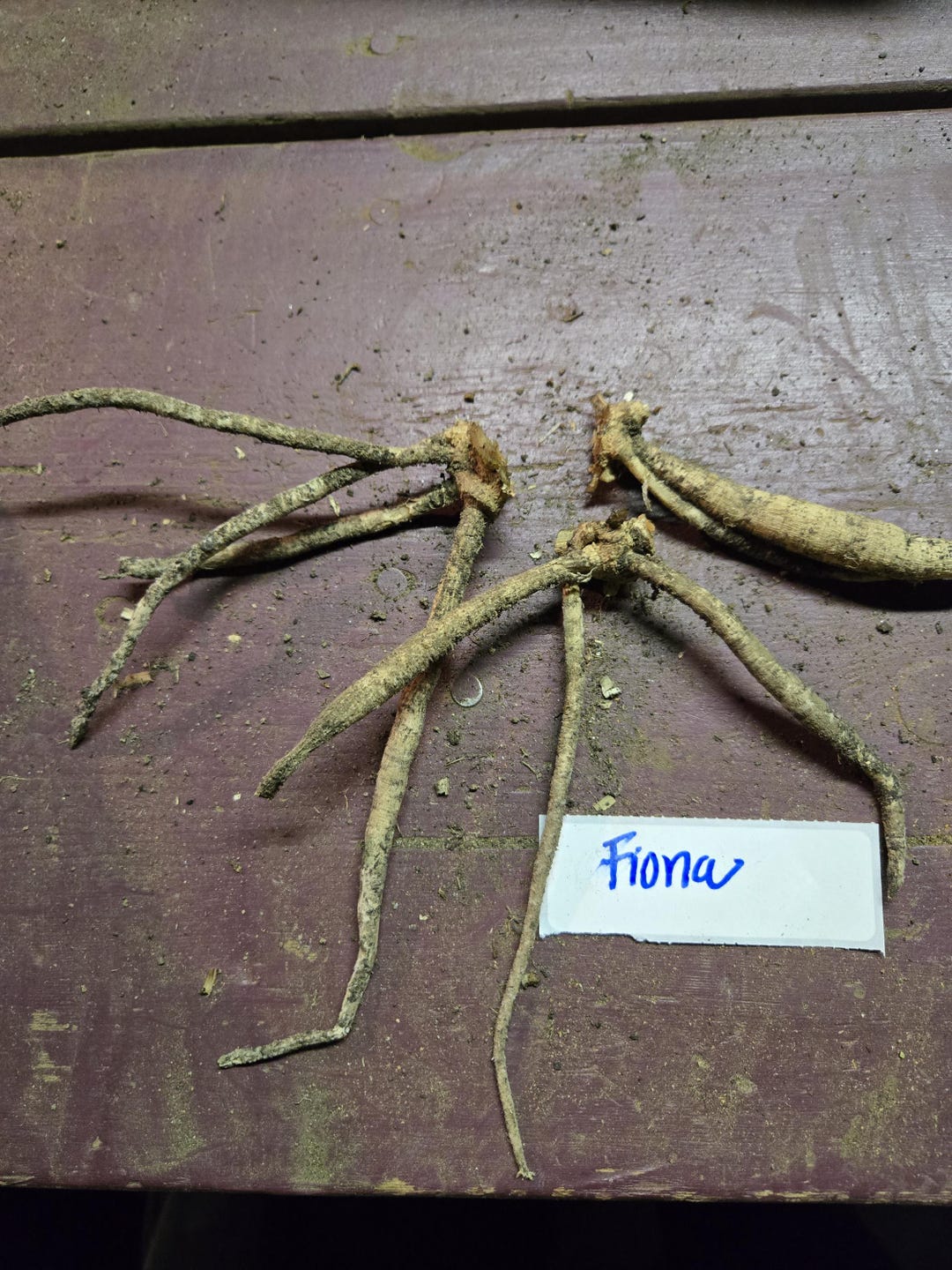 Fiona Dahlia Tuber / a Small Clump FI01DECEMBER Shipping With HEAT ...