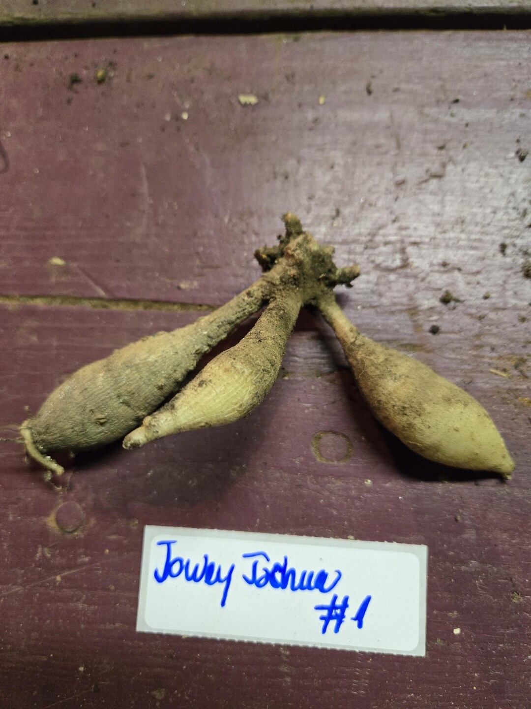 Jowey Joshua Dahlia Tuber / a Small Clump JJ01DECEMBER Shipping With ...