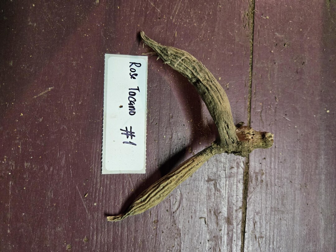 Rose Toscano Dahlia Tuber / a Small Clump RT01 DECEMBER Shipping With ...