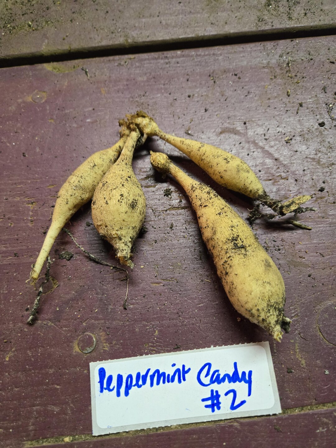 Peppermint Candy Dahlia Tuber / a Small Clump PC02DECEMBER Shipping ...