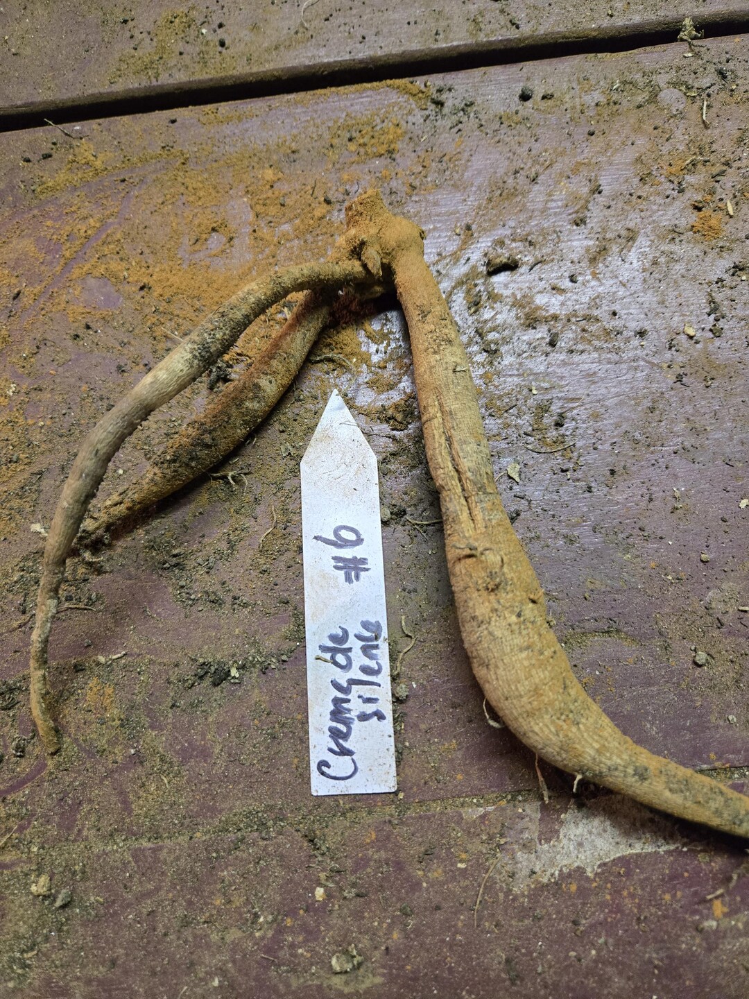 Creme Silence Dahlia Tuber / a Small Clump CS06DECEMBER Shipping With ...