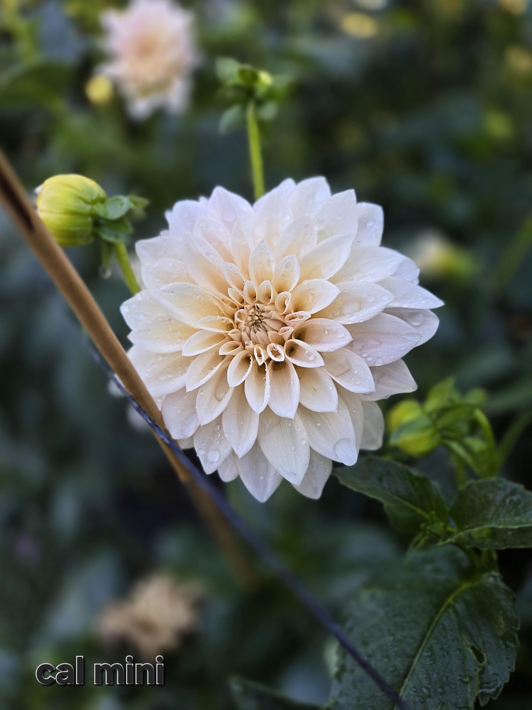 CAL Cafe Au Lait Mini / Jolene Dahlia Tuber, SHIPPING NOW With Heat ...