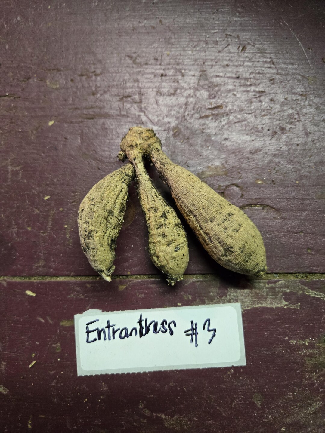 Enchantress Dahlia Tuber / a Small Clump EC03 DECEMBER Shipping With ...