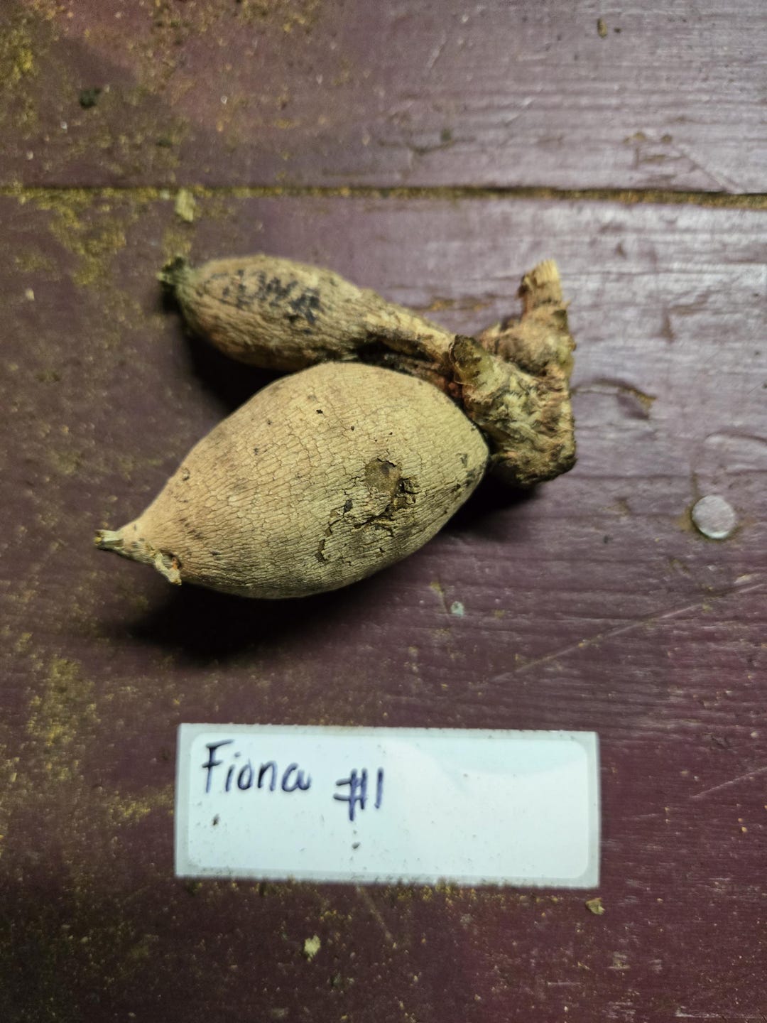 Fiona Dahlia Tuber / a Small Clump FI12-1 DECEMBER Shipping With HEAT ...