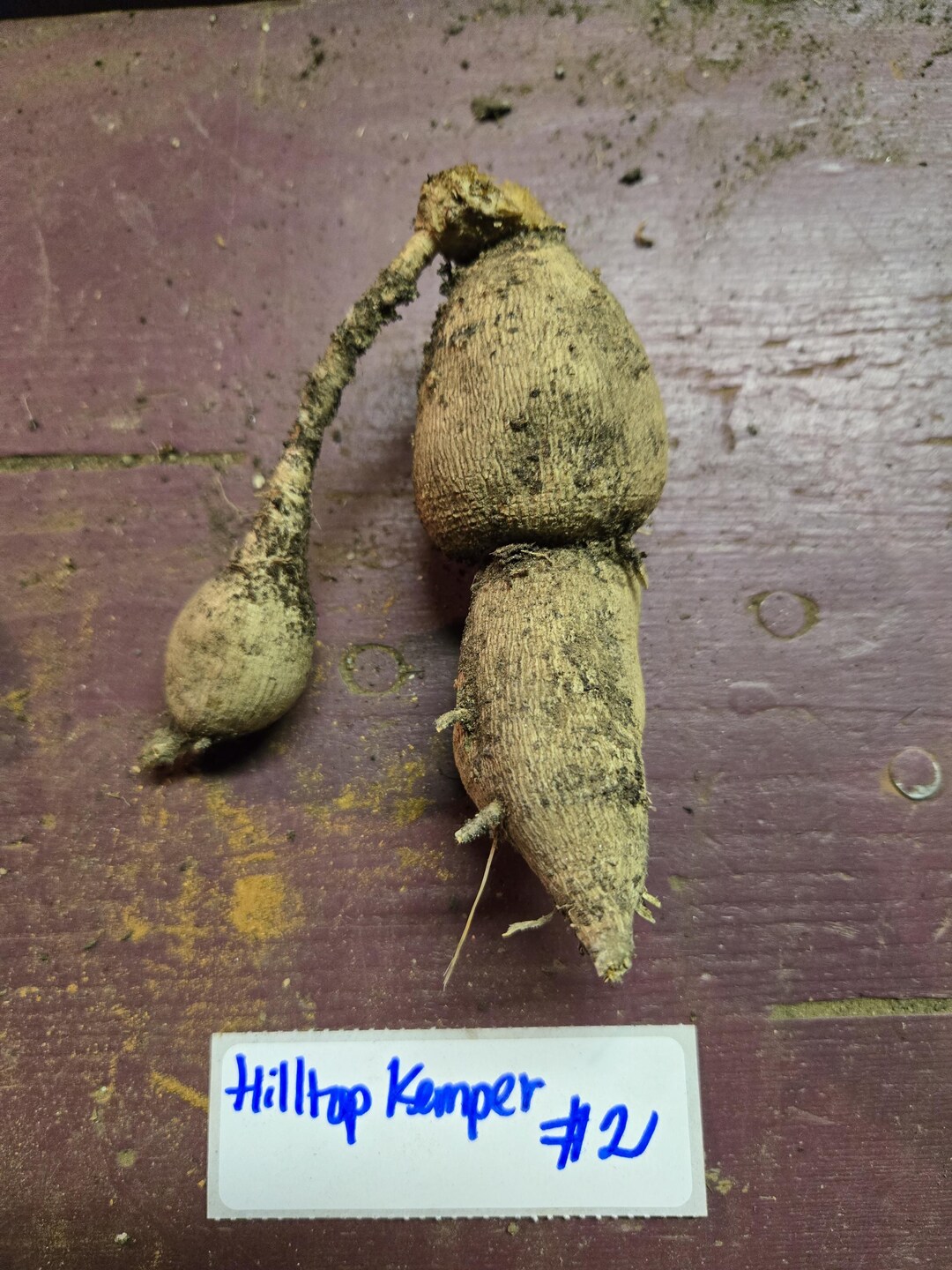 Hilltop Kemper Dahlia Tuber / a Small Clump HTK02DECEMBER Shipping With ...