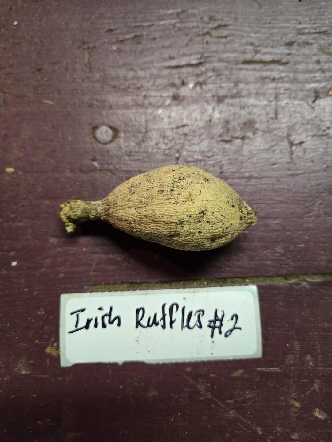 Irish Ruffles Dahlia Tuber / a Small Clump (IRF02) Shipping With HEAT ...