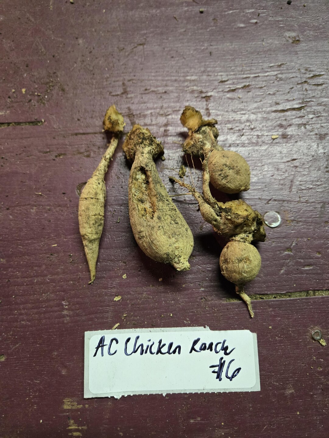 Ac Chicken Ranch Dahlia Tuber / a Small Clump ACC06 Shipping With HEAT ...
