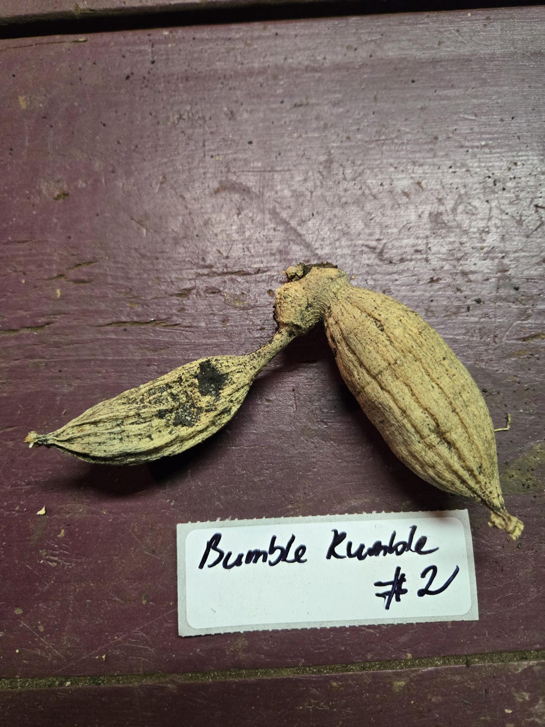 Bumble Rumble Dahlia Tuber / a Small Clump (BR02) Shipping With HEAT ...