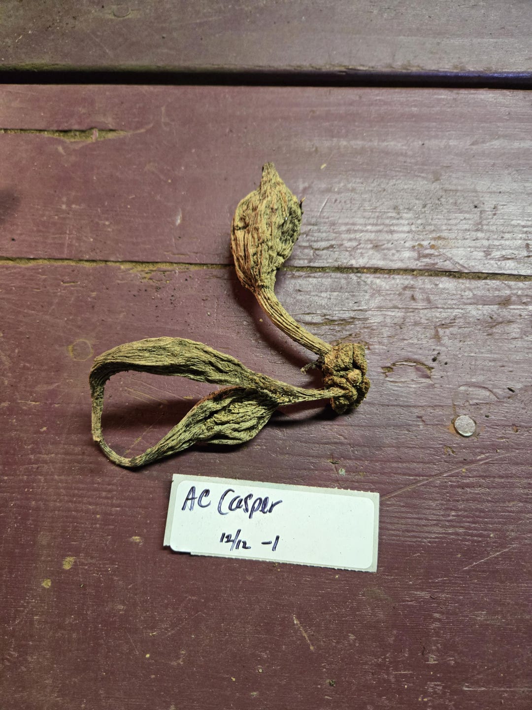 Ac Caster Dahlia Tuber / a Small Clump ACC12-1 Shipping With HEAT PACKS ...