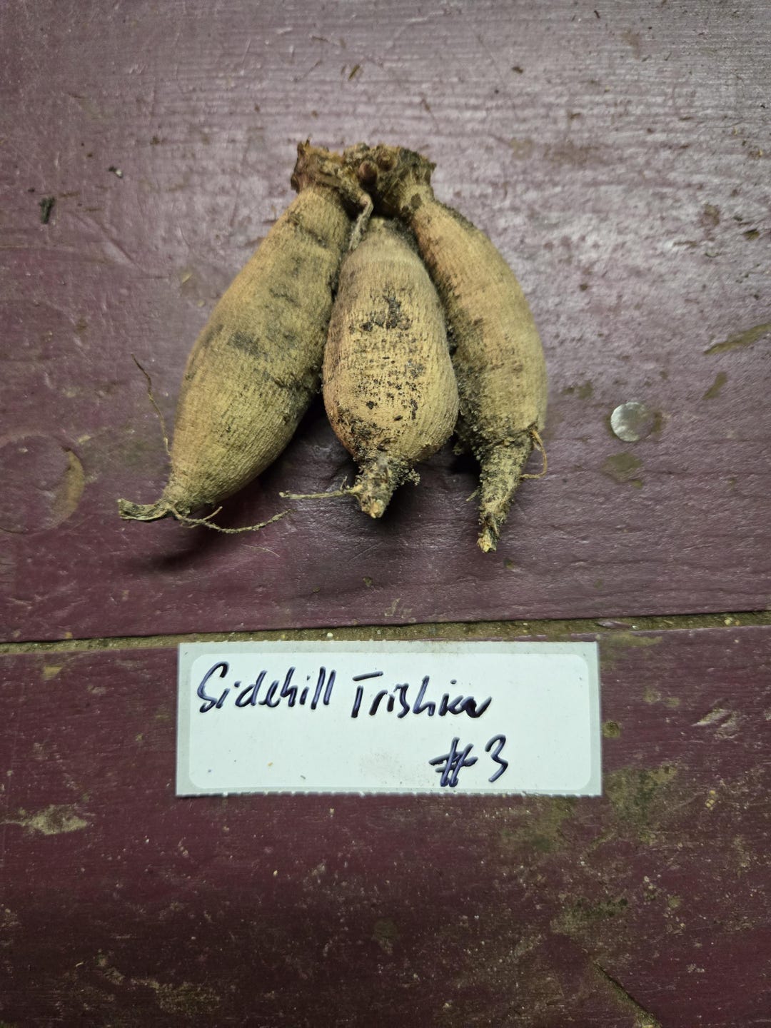 Sidehill Trishie Dahlia Tuber / a Small Clump (ST03) Shipping With HEAT ...