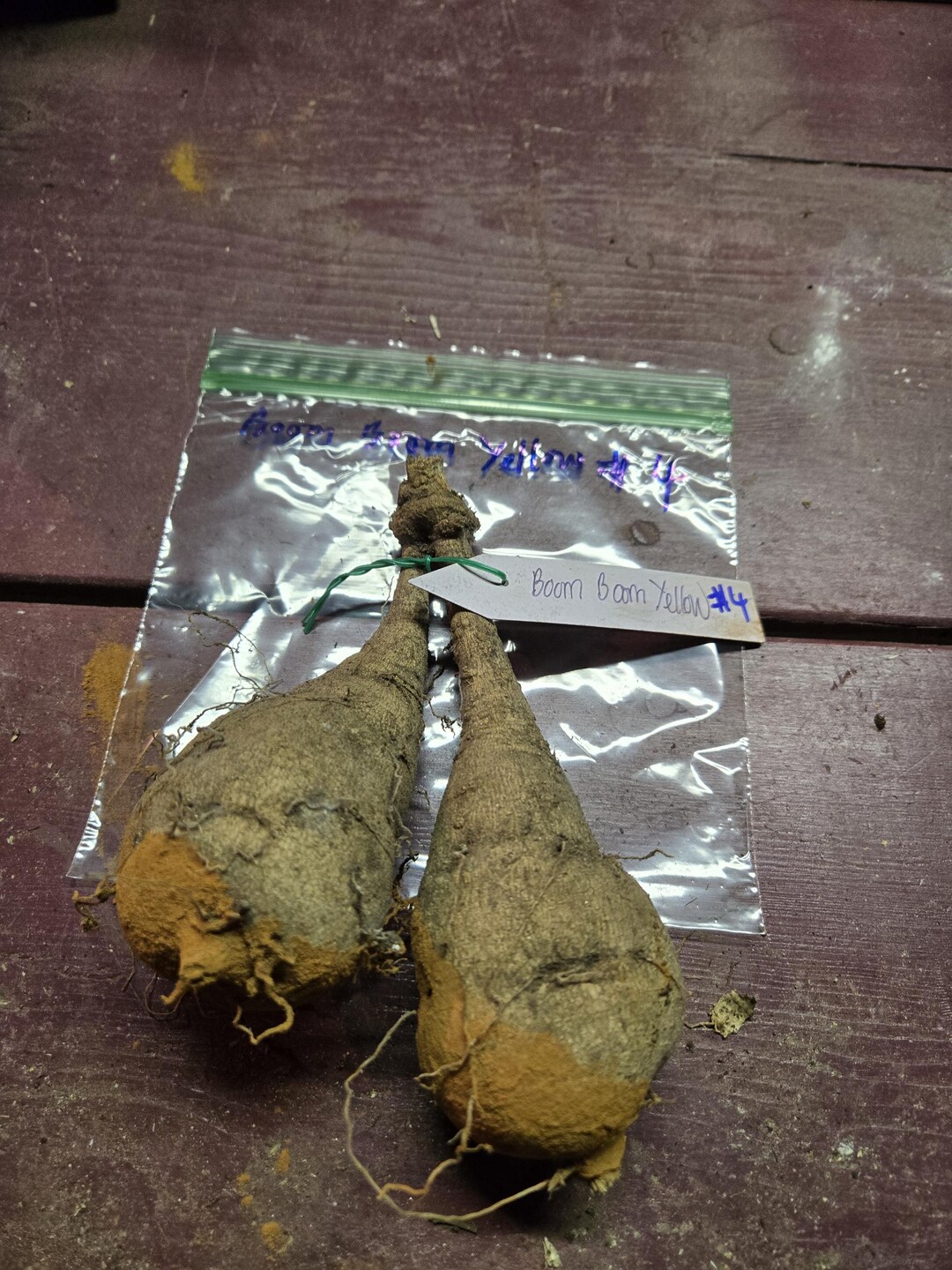 Boom Boom Yellow Dahlia Tuber / a Small Clump BBY04DECEMBER Shipping ...