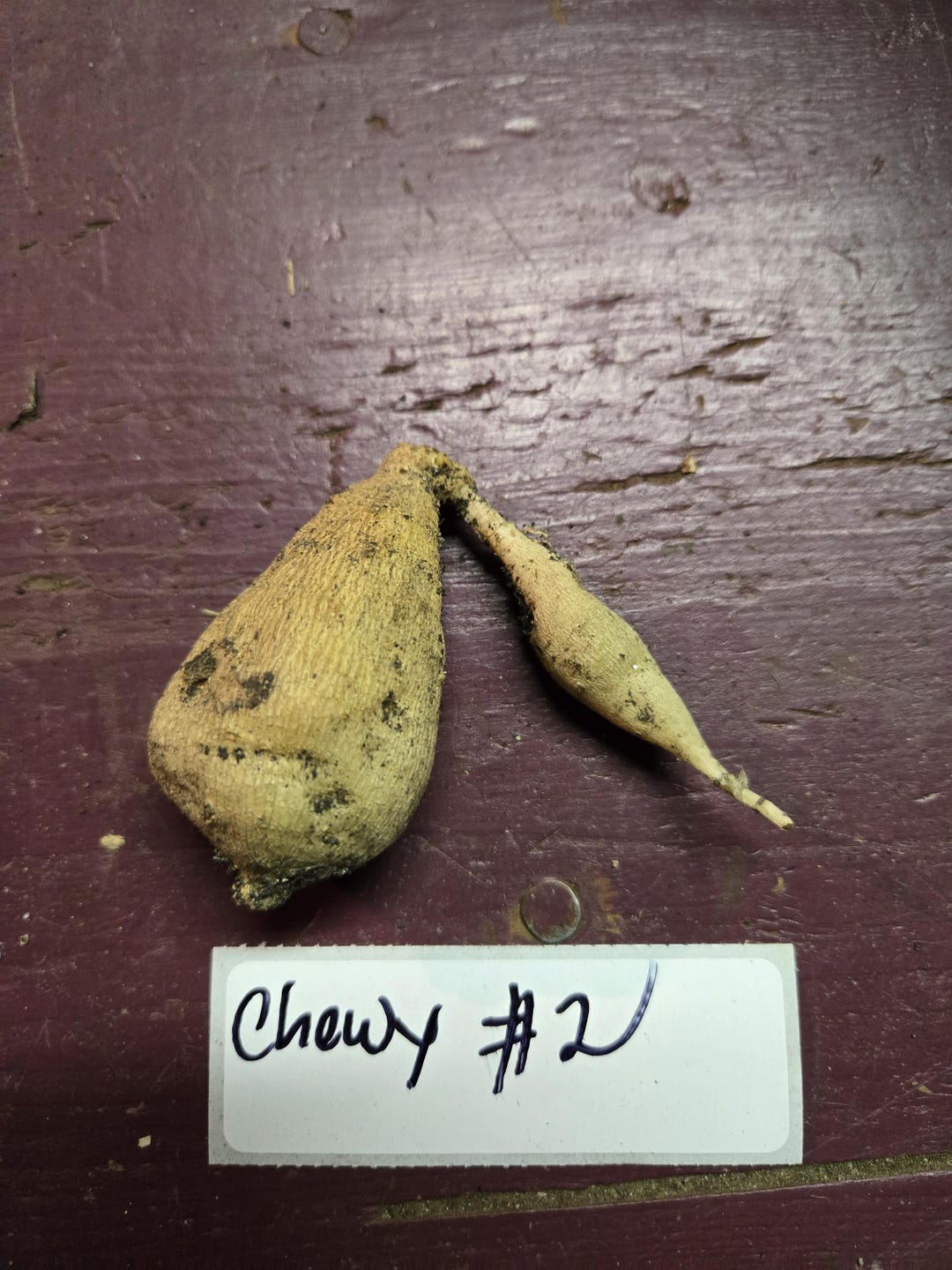 Chewy Dahlia Tuber / a Small Clump CHEW02 DECEMBER Shipping With HEAT ...