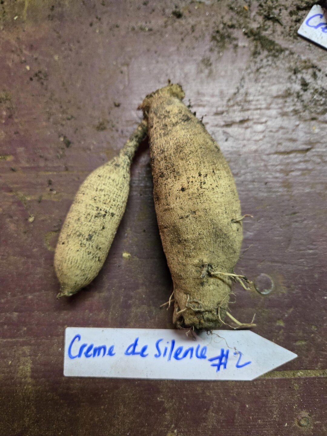 Creme Silence Dahlia Tuber / a Small Clump CS02DECEMBER Shipping With ...