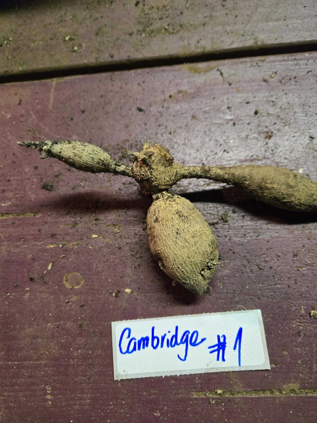 Cambridge Dahlia Tuber / a Small Clump CA01DECEMBER Shipping With HEAT ...