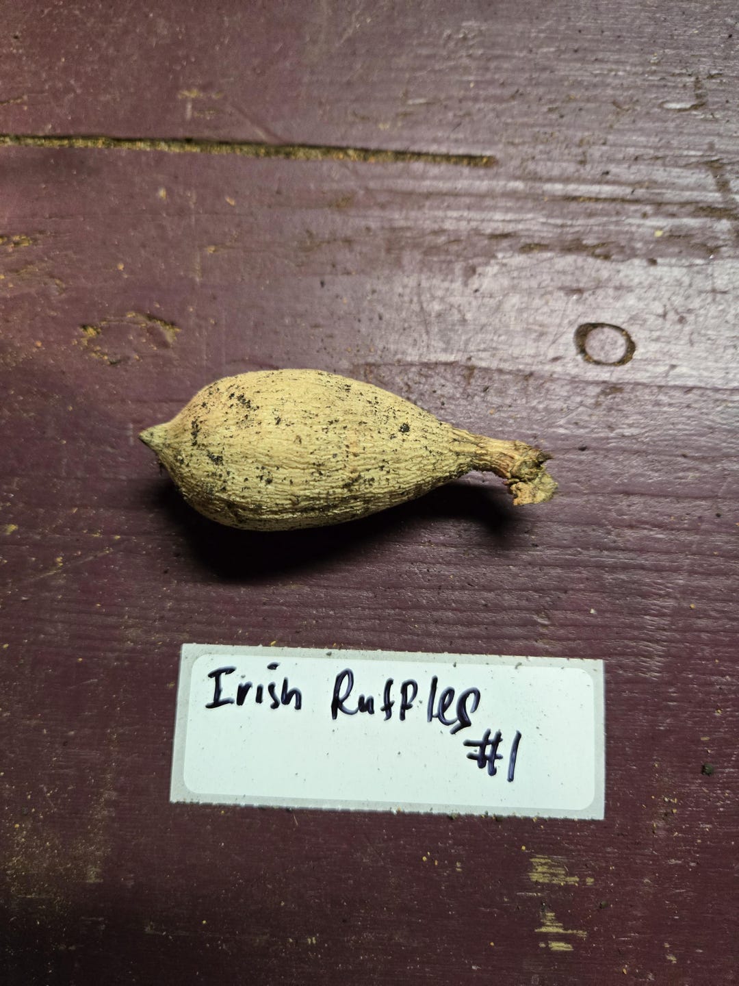 Irish Ruffles Dahlia Tuber / a Small Clump IRF01 DECEMBER Shipping With ...