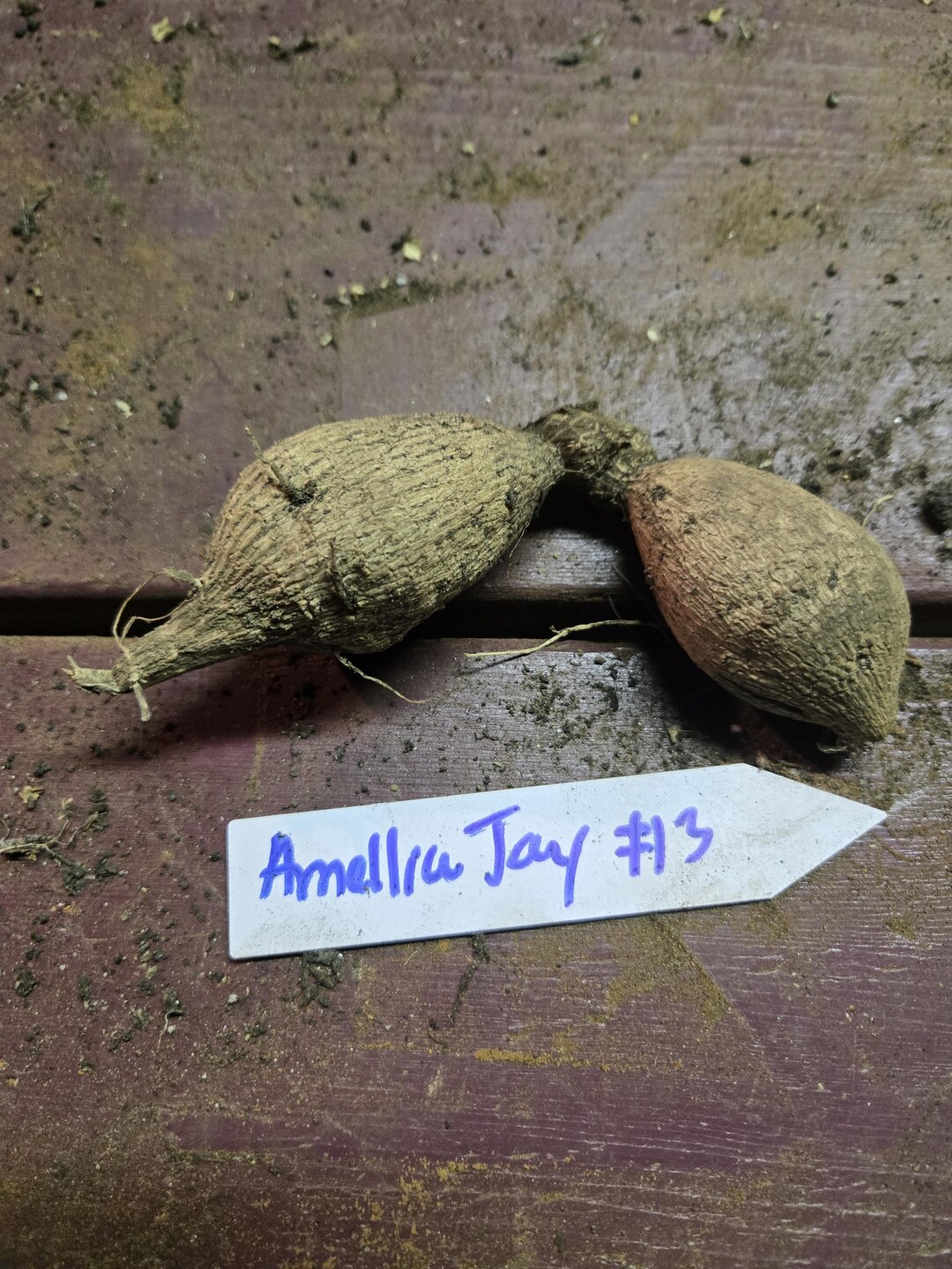 Amelia Jay Dahlia Tuber / a Small Clump AJ03 - Etsy