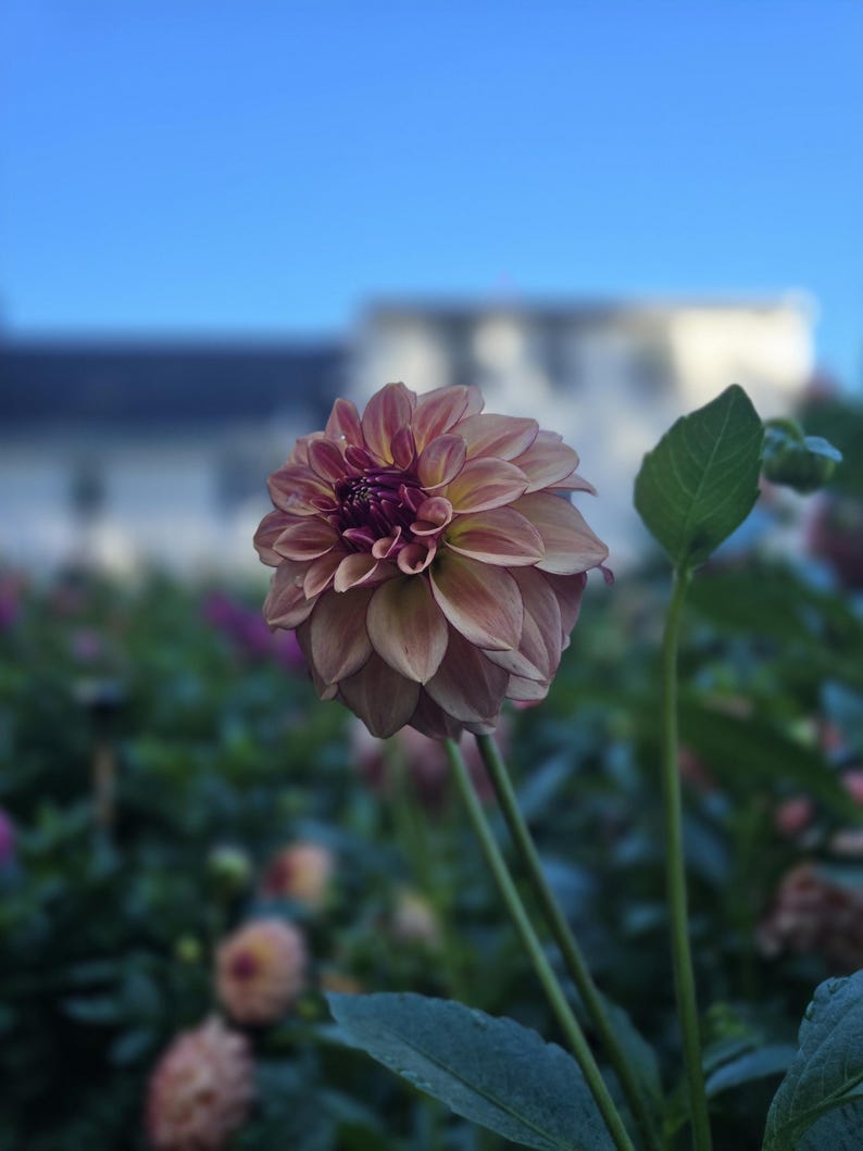 RM Raspberry Twinkle Dahlia Tuber, 2025 Introduction, SHIPPING NOW With ...