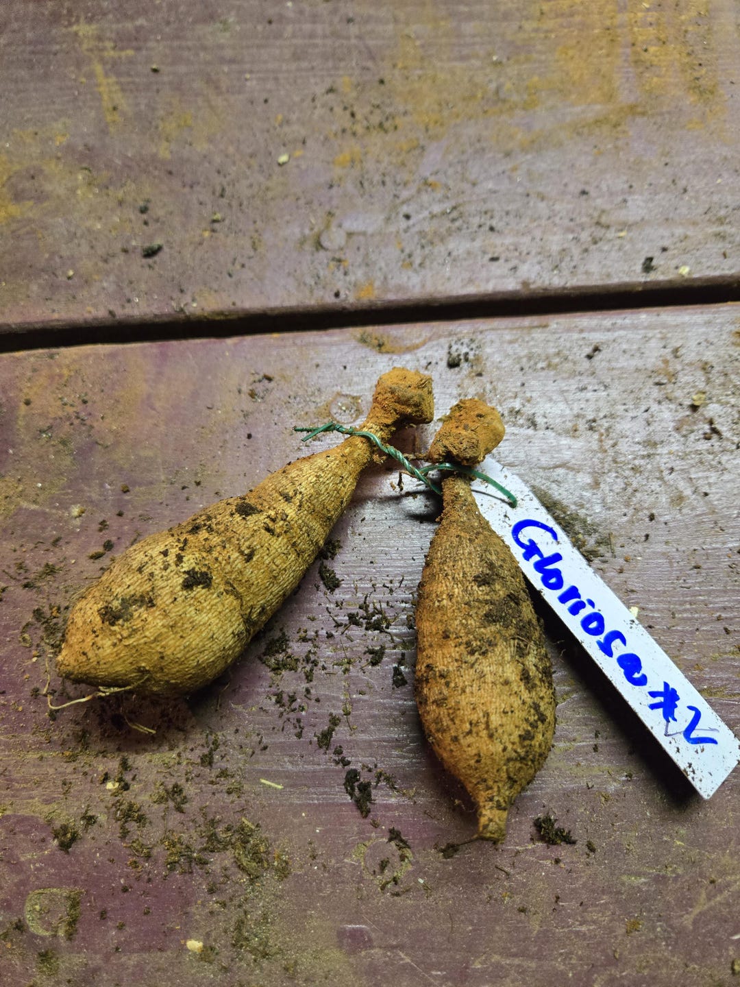 Gloriosa Dahlia Tuber / a Small Clump GL02 - Etsy