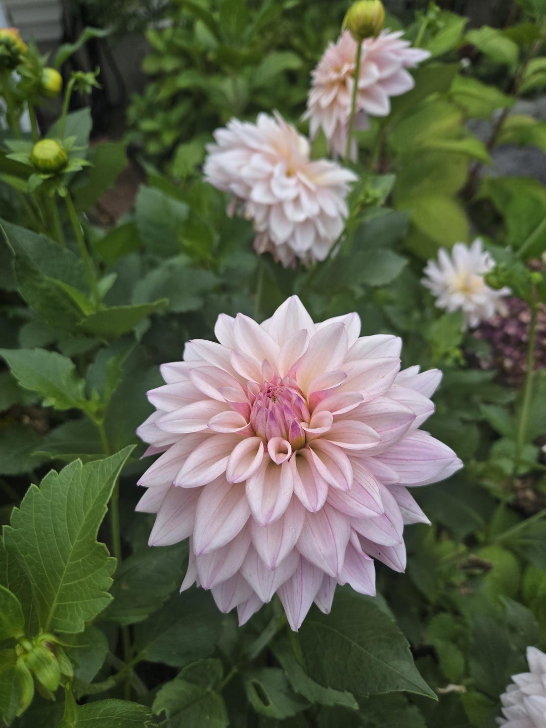 KA™ Mocha Jake Dahlia Tuber, SHIPPING NOW With Heat Pack - Etsy