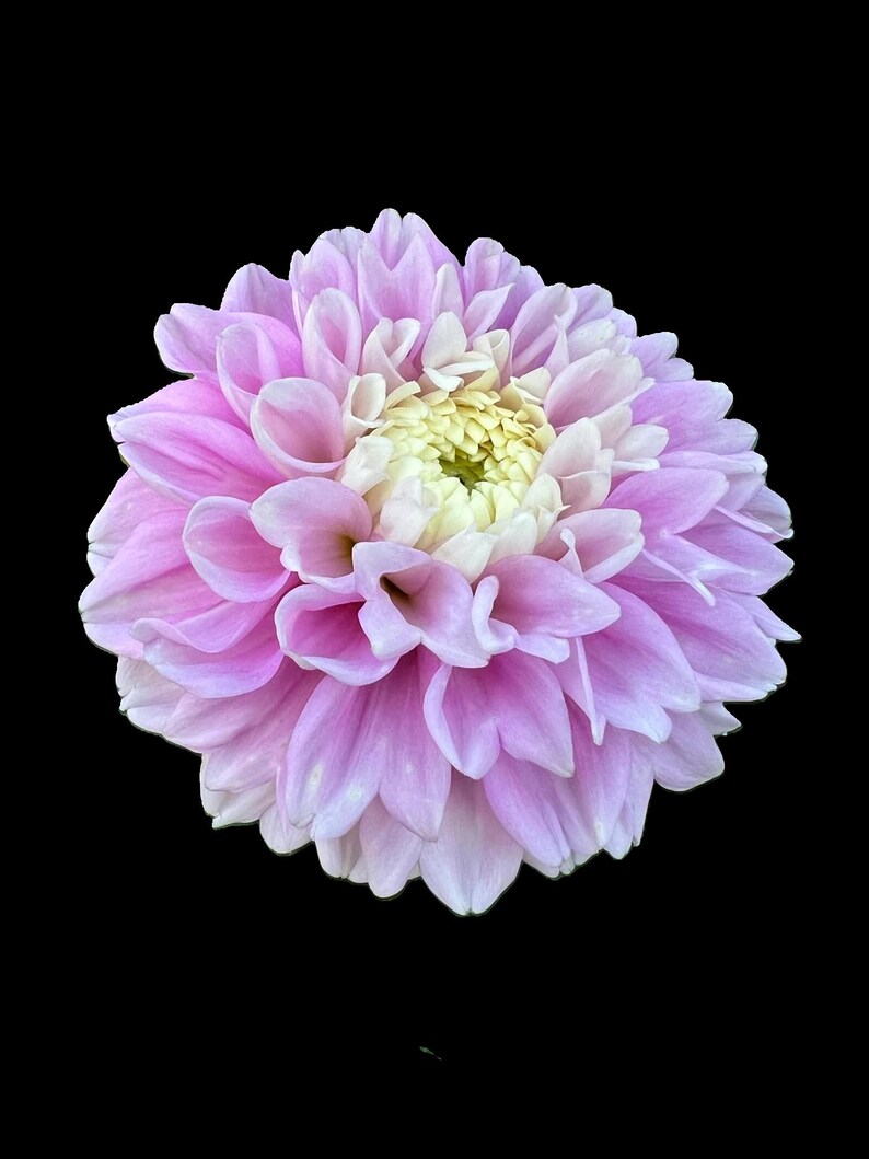 Fluffles Dahlia Tuber / a Small Clump FL02 DECEMBER Shipping With HEAT ...