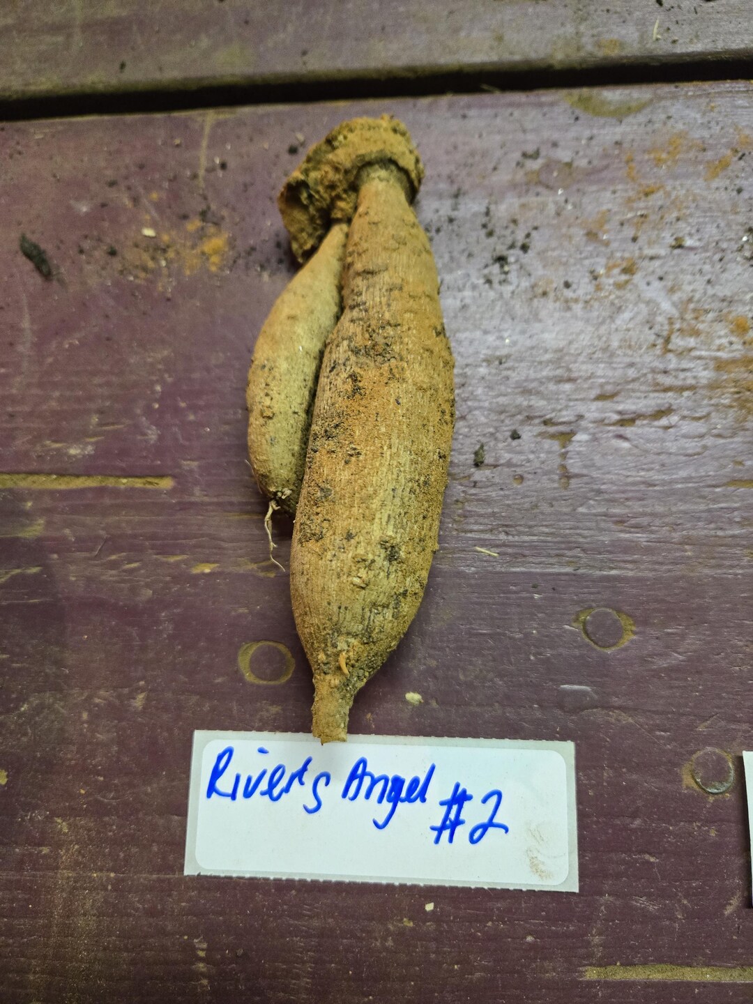 River's Angel Dahlia Tuber / a Small Clump RA02 - Etsy