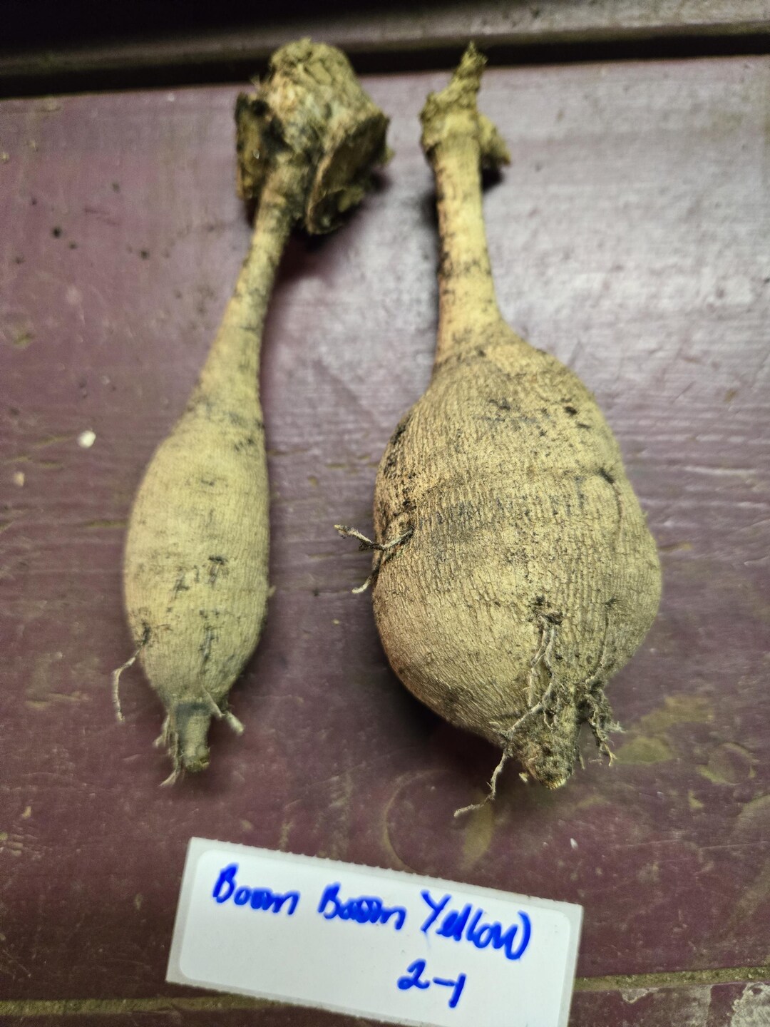 Boom Boom Yellow Dahlia Tuber / a Small Clump (BBY02-1) Shipping With ...