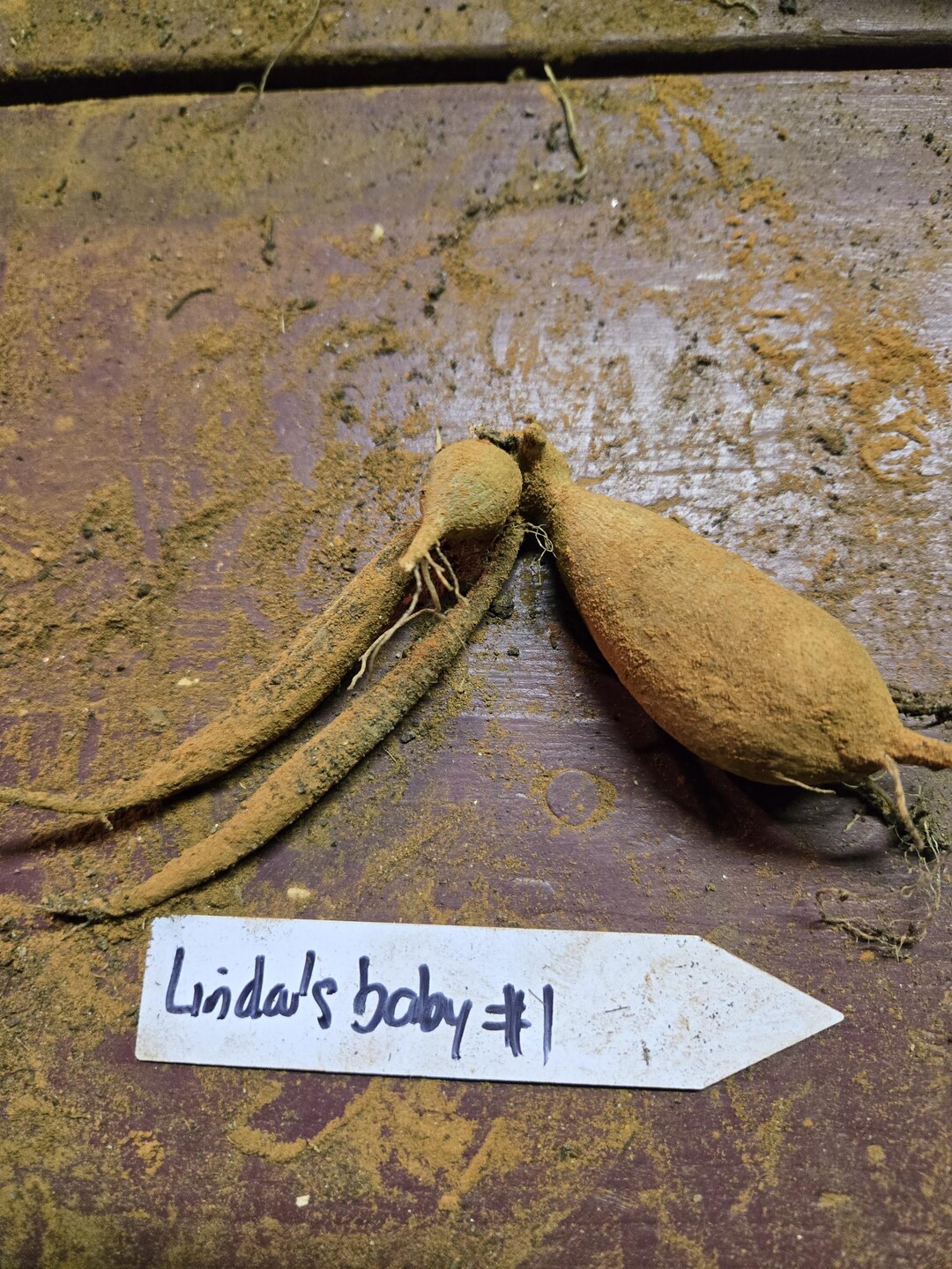 Linda's Baby Dahlia Tuber / a Small Clump (LB01) Shipping With HEAT ...