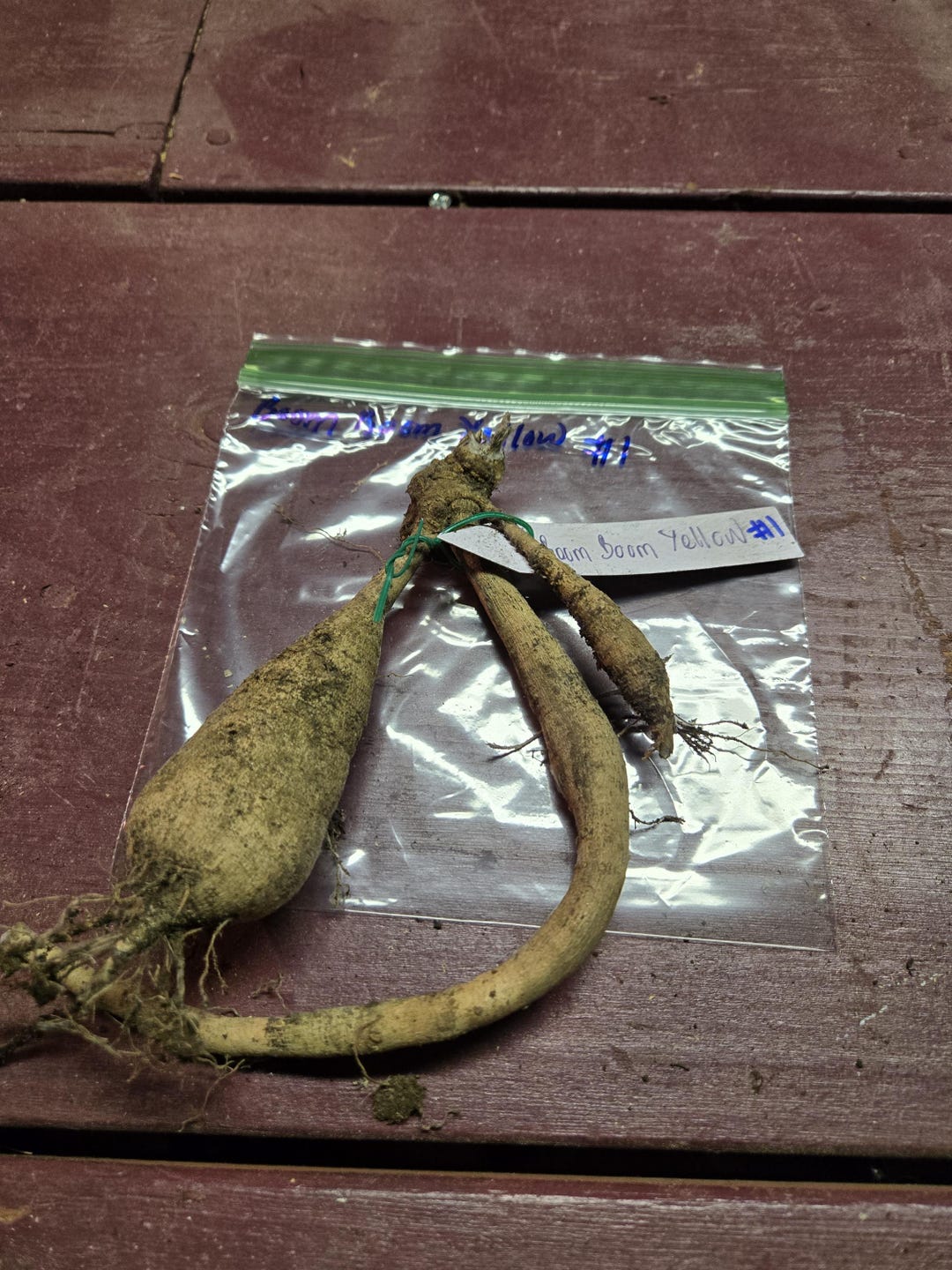 Boom Boom Yellow Dahlia Tuber / a Small Clump BBY01DECEMBER Shipping ...