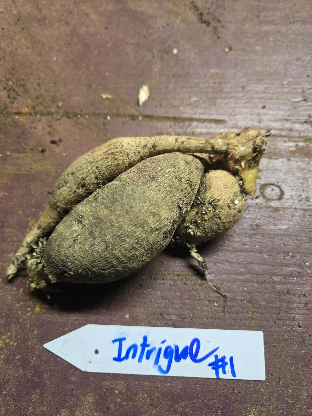 Intrigue Dahlia Tuber / a Small Clump IN01DECEMBER Shipping With HEAT ...